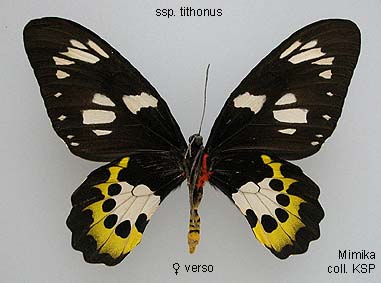 Papua Insects Foundation (Lepidoptera/Papilionidae/Ornithoptera tithonus)